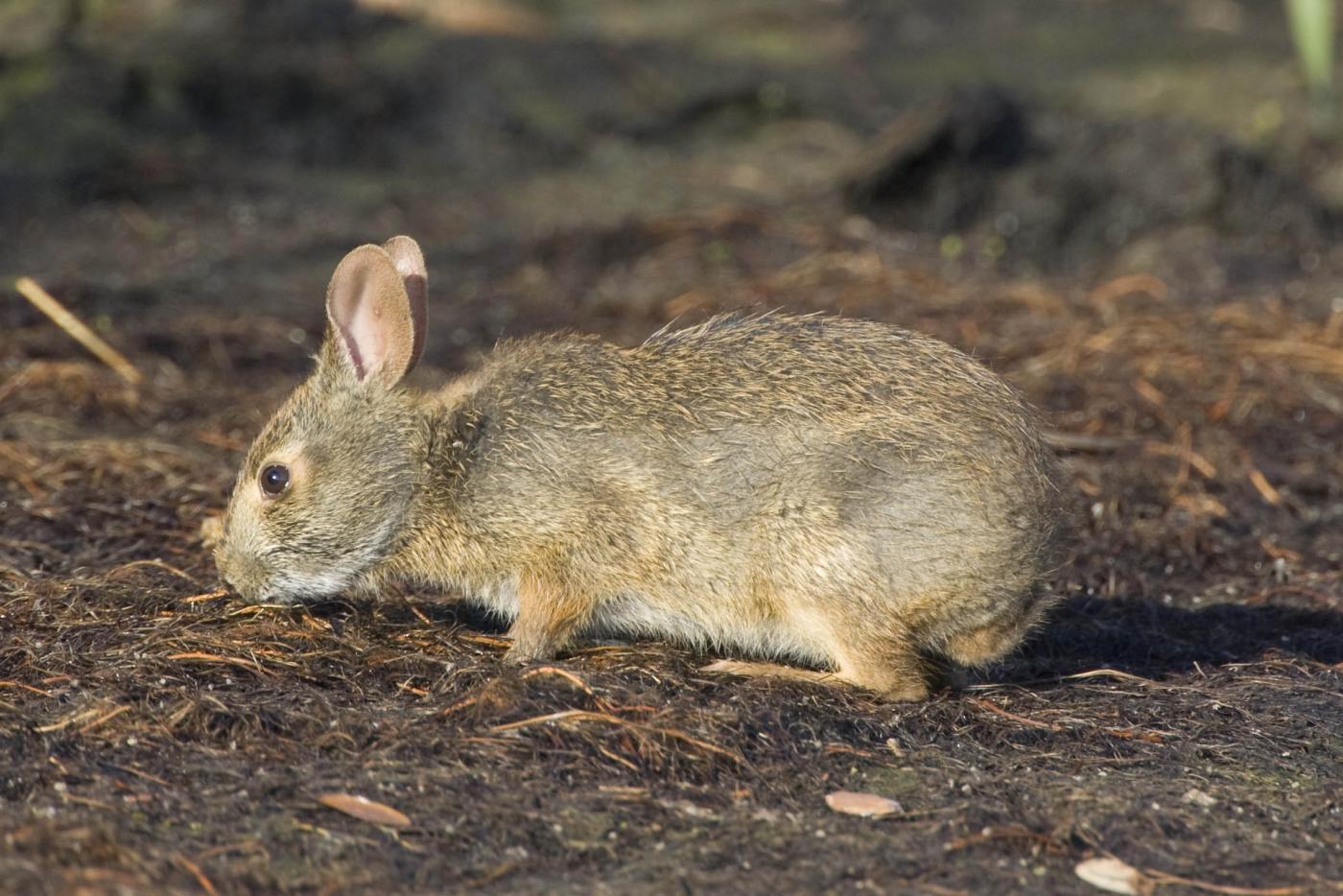 Marsh Rabbit | NC Wildlife